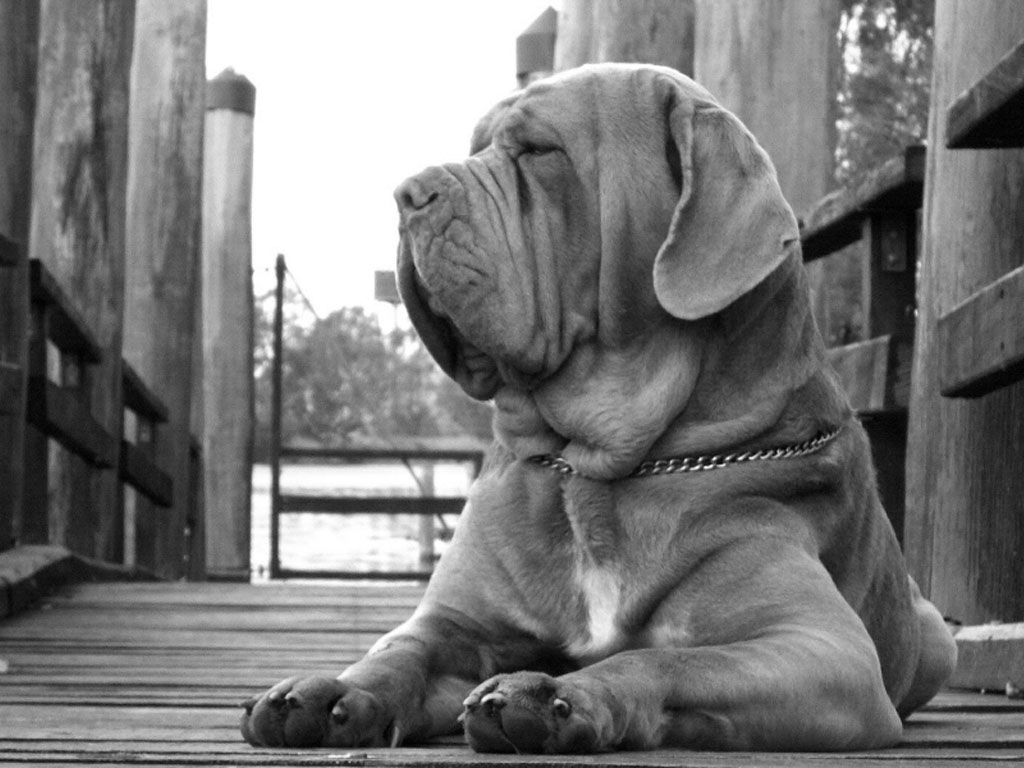 Mastiff Wallpapers - Wallpaper Cave