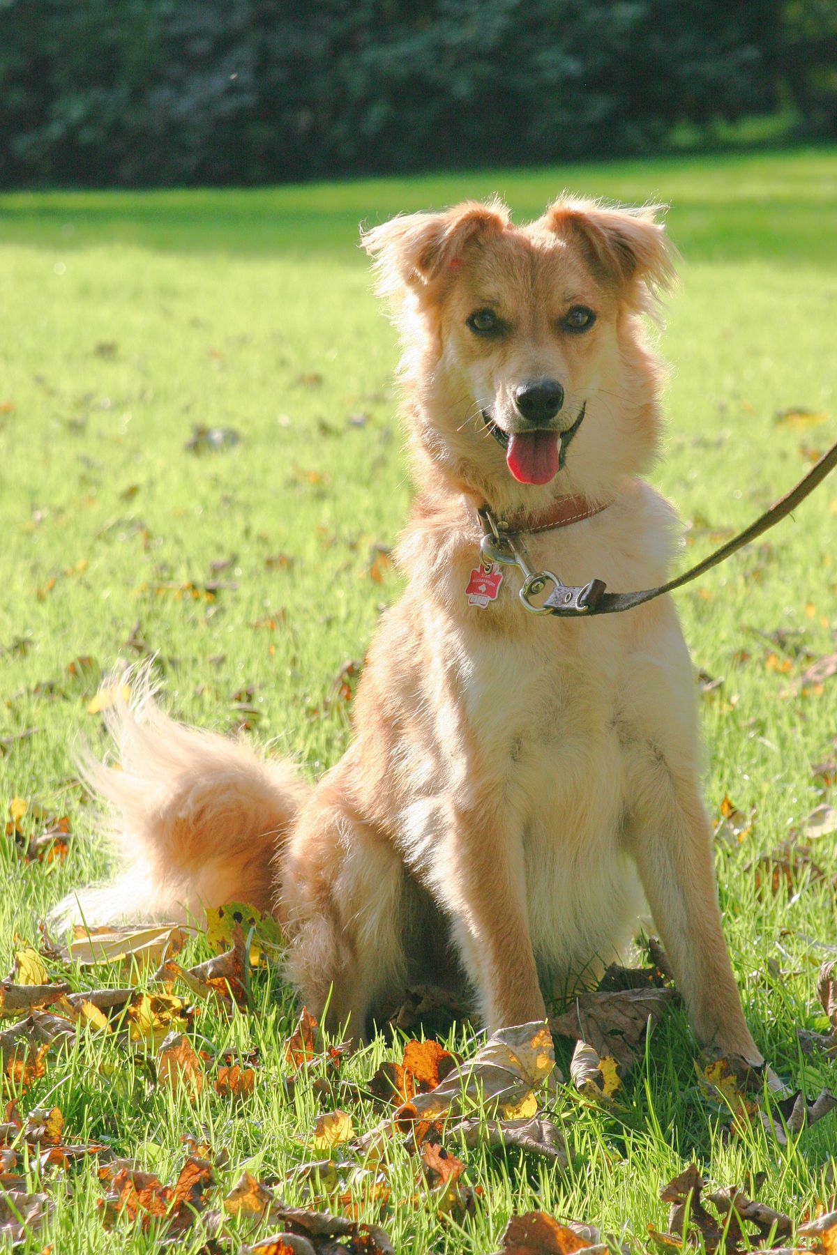 Norwegian Buhund Sheep Dog Wallpapers - Wallpaper Cave