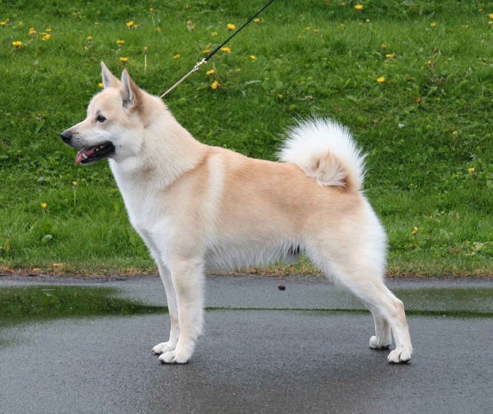 Norwegian Buhund Sheep Dog Wallpapers - Wallpaper Cave