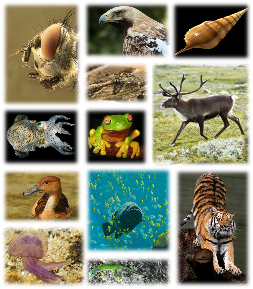 International Day For Biological Diversity Wallpapers - Wallpaper Cave