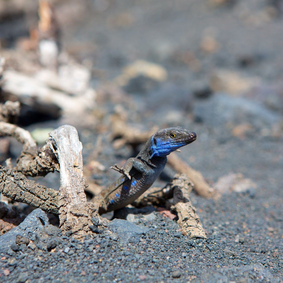 International Day For Biological Diversity Wallpapers - Wallpaper Cave