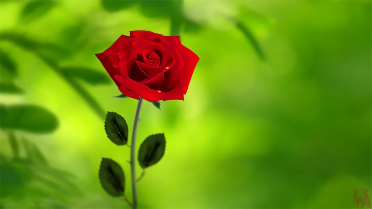 Full HD Images Free Download - Wallpaper Cave