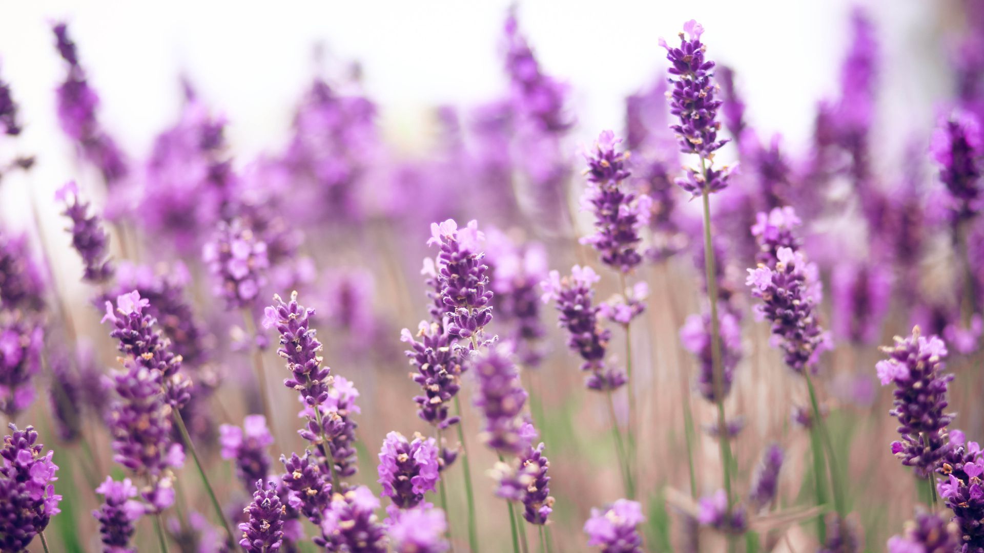 Eternal Lavenders Wallpapers - Wallpaper Cave