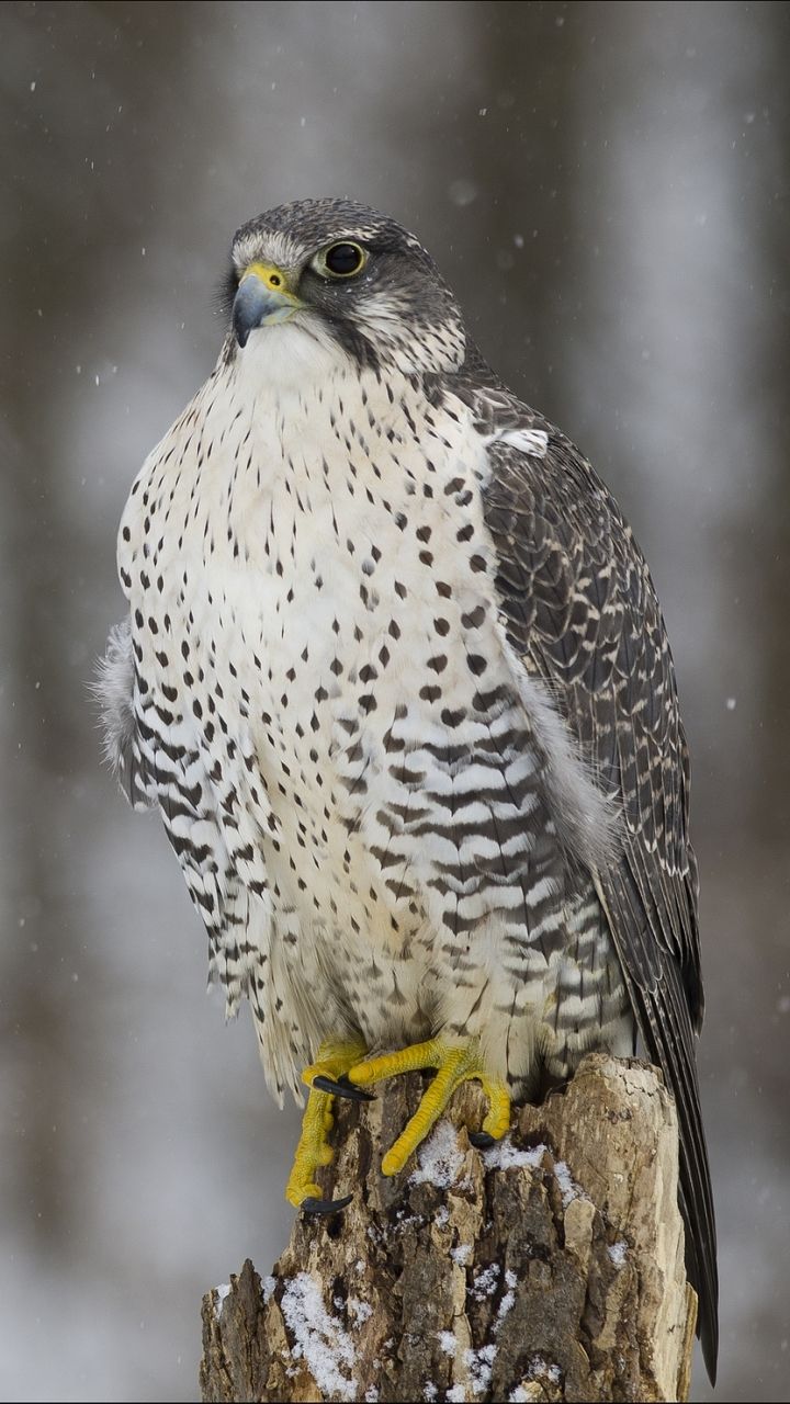 Peregrine Falcon Mobile Wallpapers - Wallpaper Cave