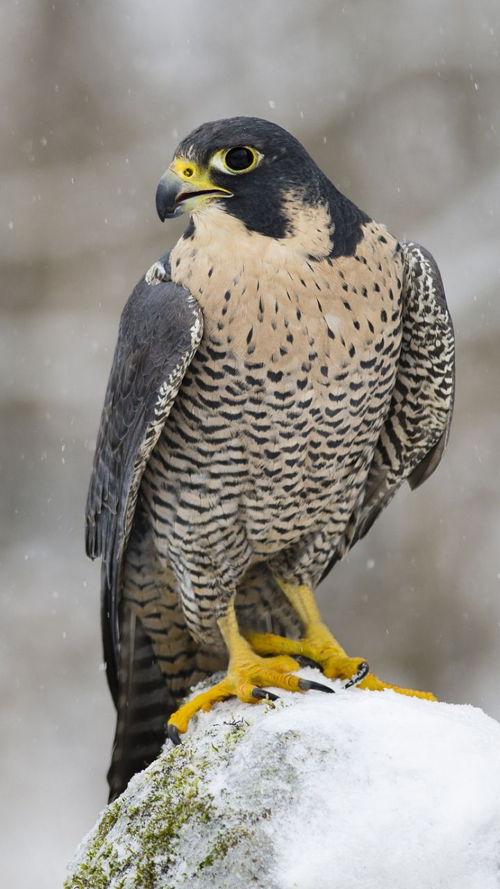 Peregrine Falcon Mobile Wallpapers - Wallpaper Cave