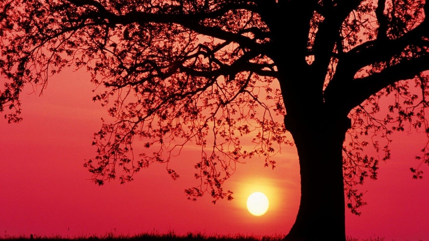 Spring Trees And Sunset Wallpapers - Wallpaper Cave
