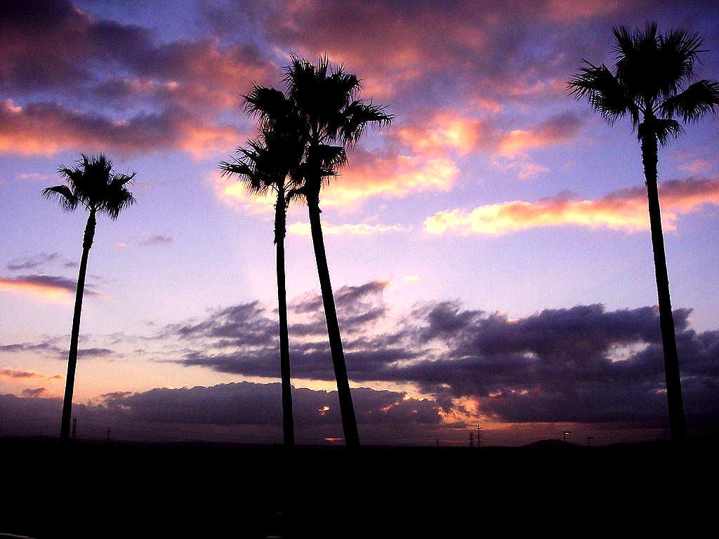 Spring Trees And Sunset Wallpapers - Wallpaper Cave