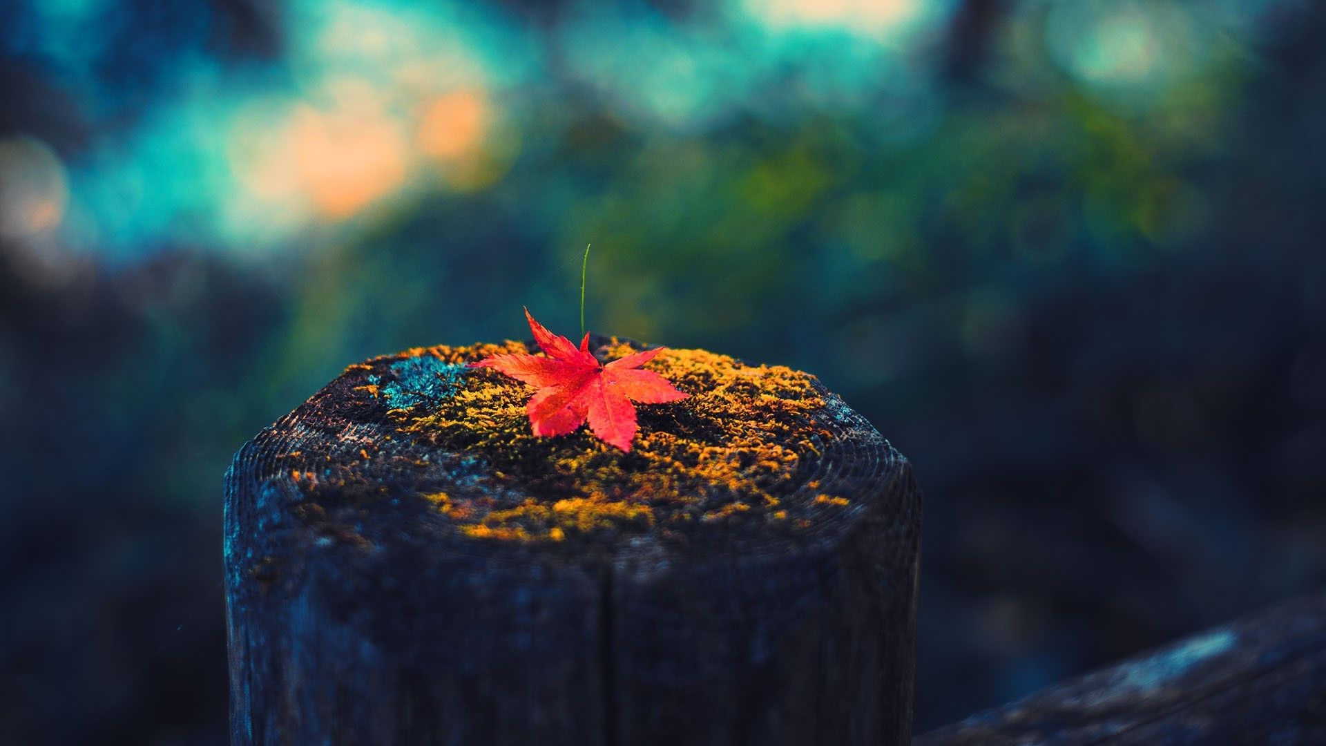 HD Macro Nature Wallpapers - Wallpaper Cave