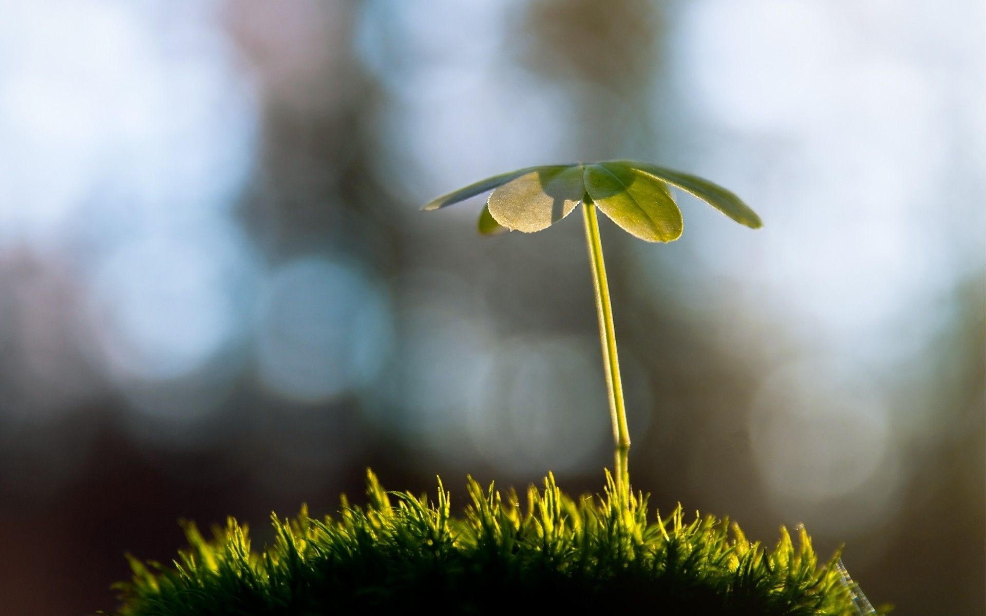 HD Macro Nature Wallpapers - Wallpaper Cave