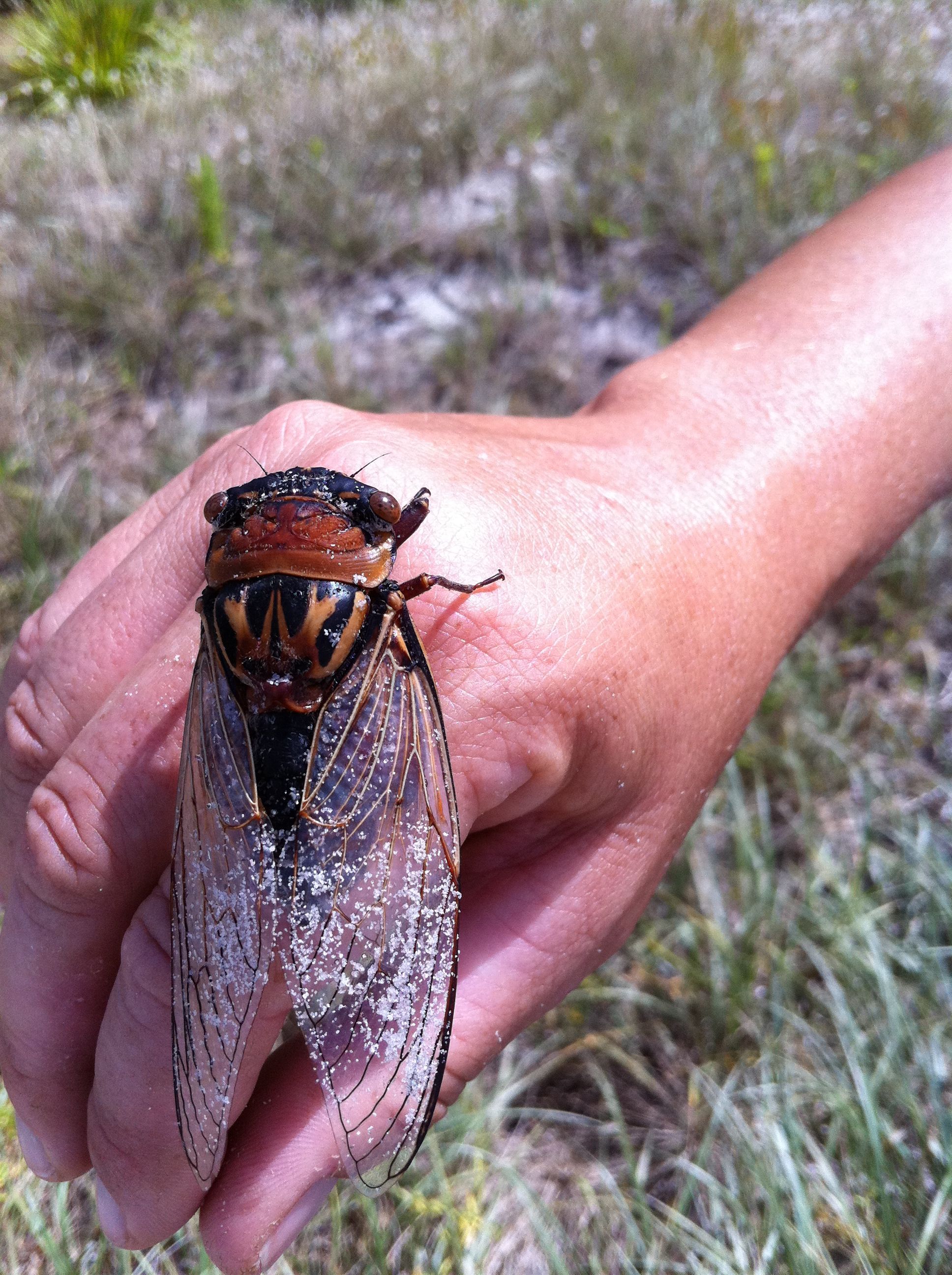 Cicadas Wallpapers - Wallpaper Cave