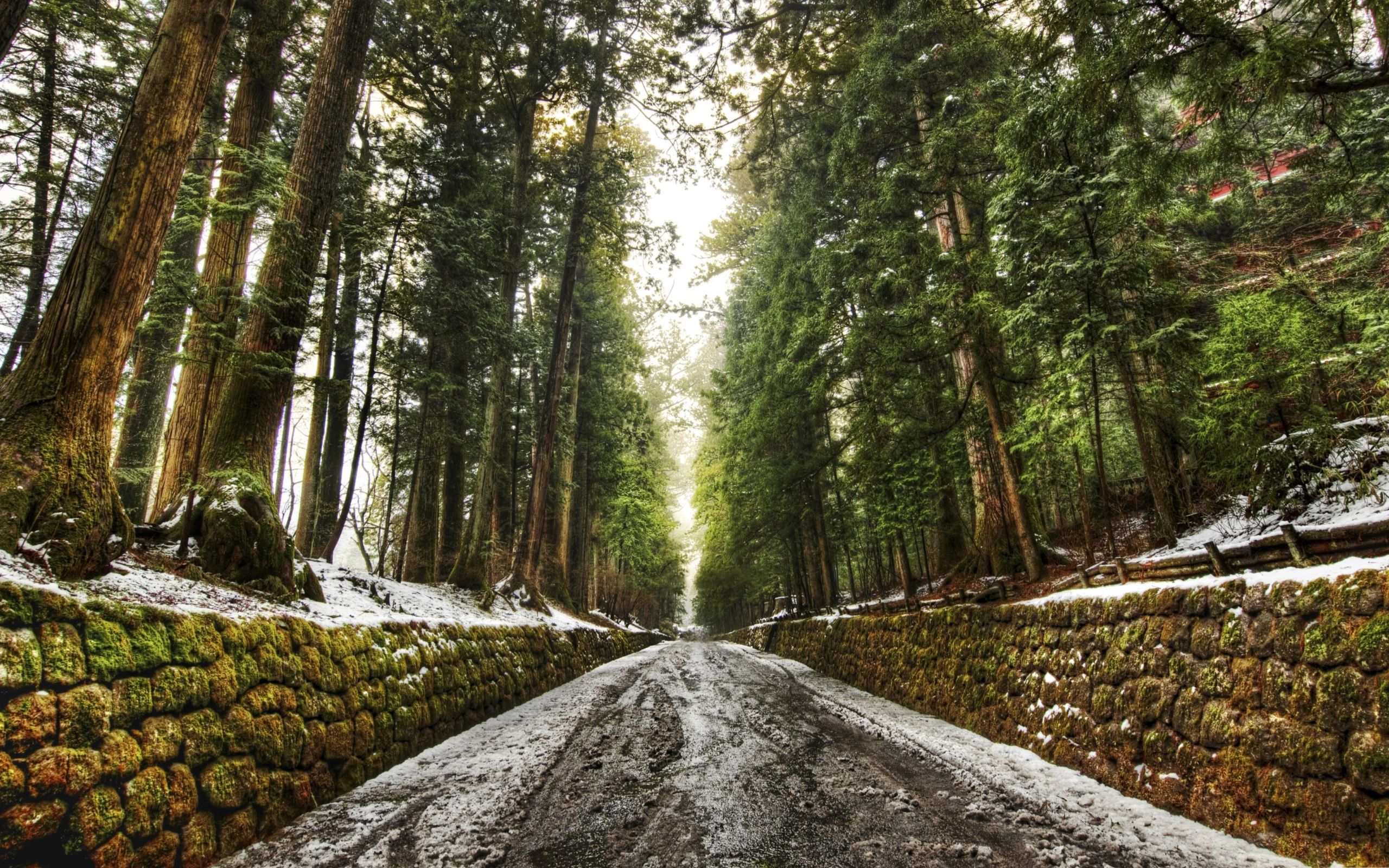 Forest Alley Wallpapers - Wallpaper Cave