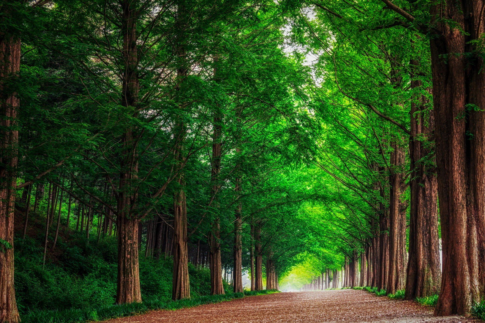 Forest Alley Wallpapers - Wallpaper Cave