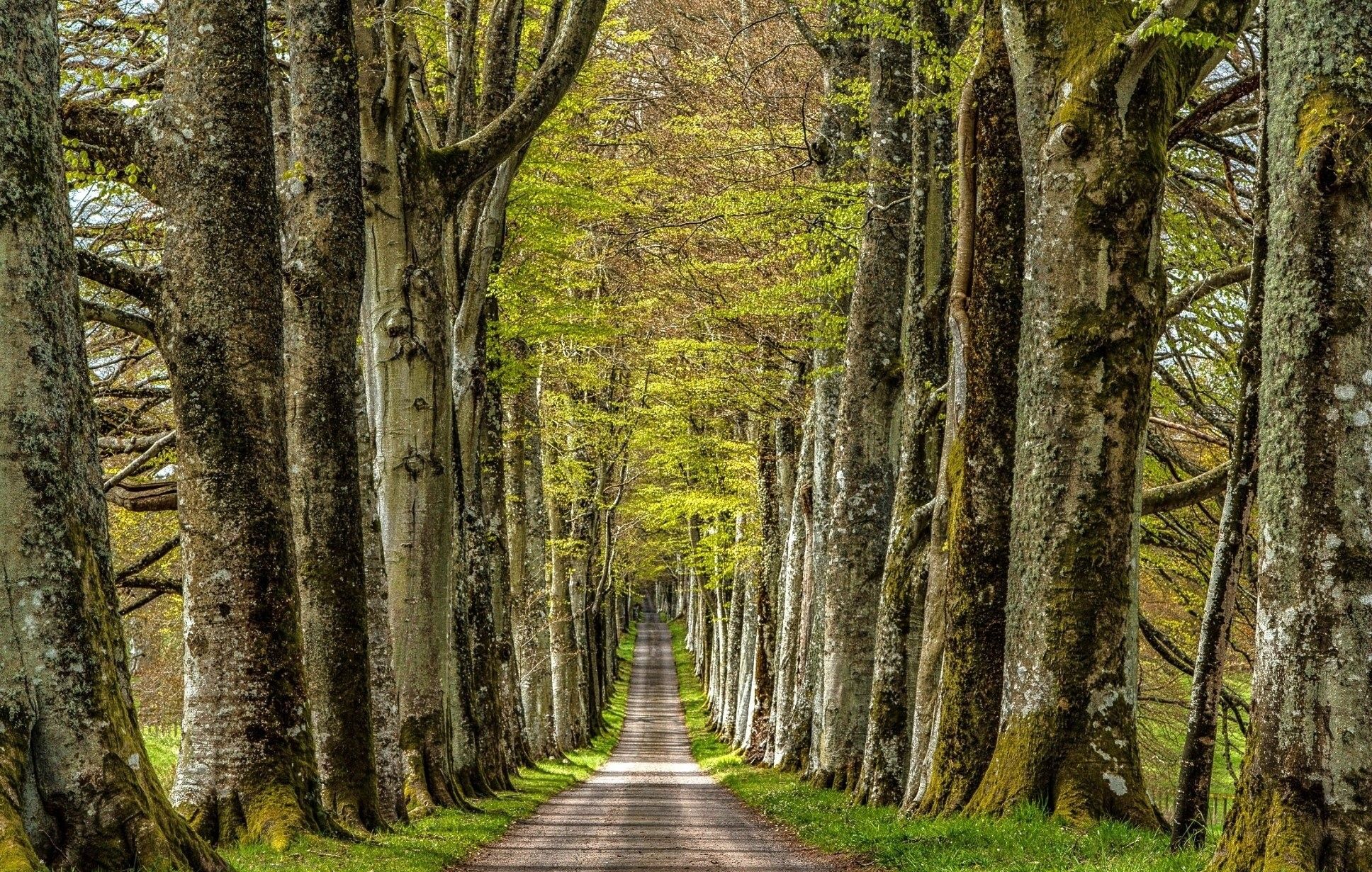 Forest Alley Wallpapers - Wallpaper Cave