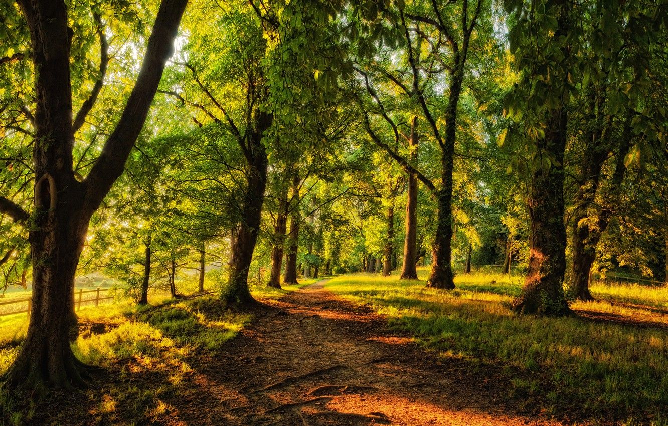 Forest Alley Wallpapers - Wallpaper Cave
