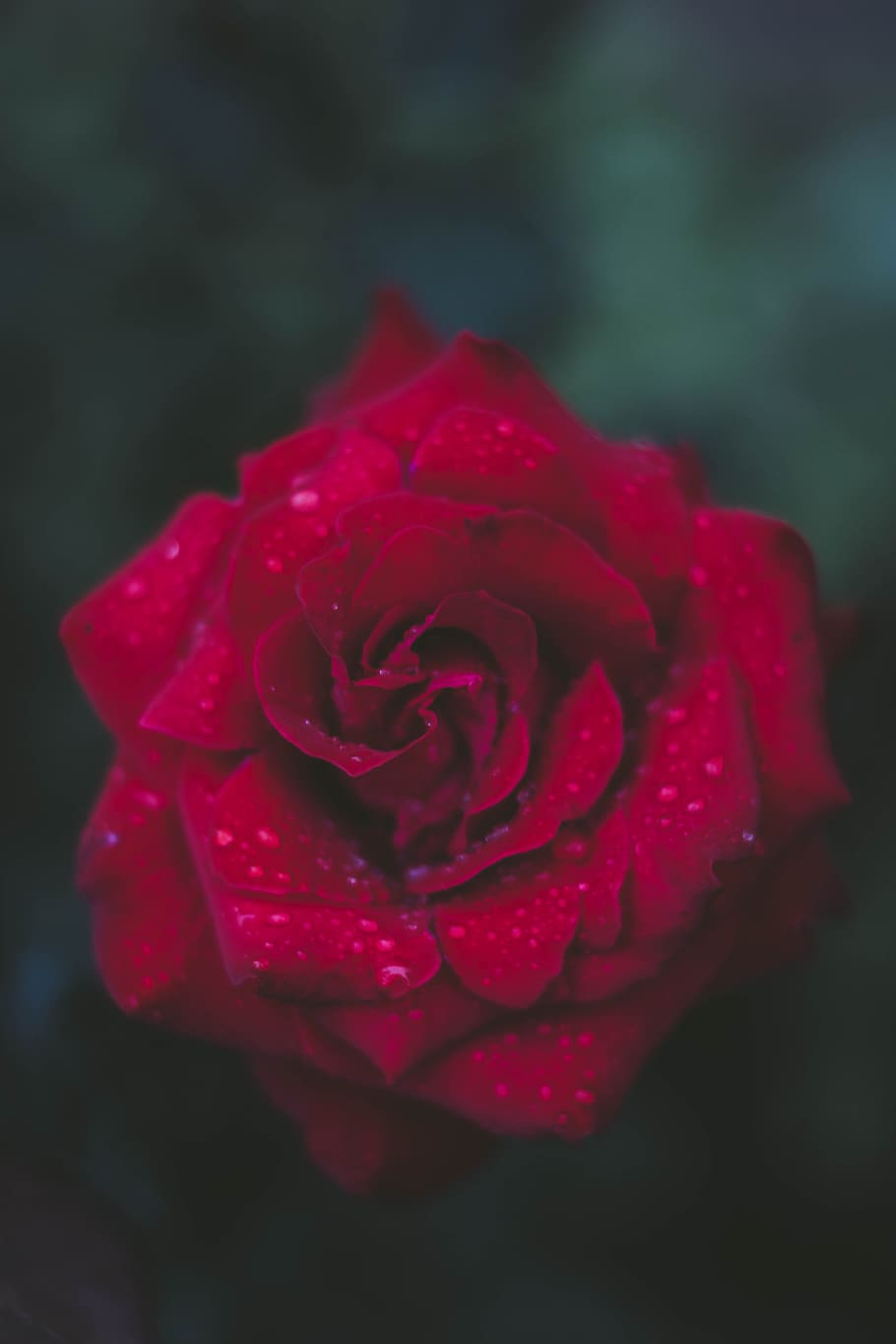 Red Rose Bloom Wallpapers - Wallpaper Cave