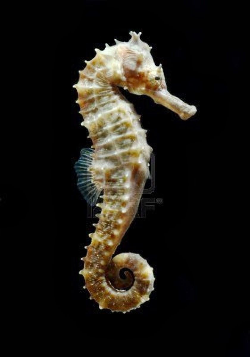 Sea Horses Wallpapers - Wallpaper Cave