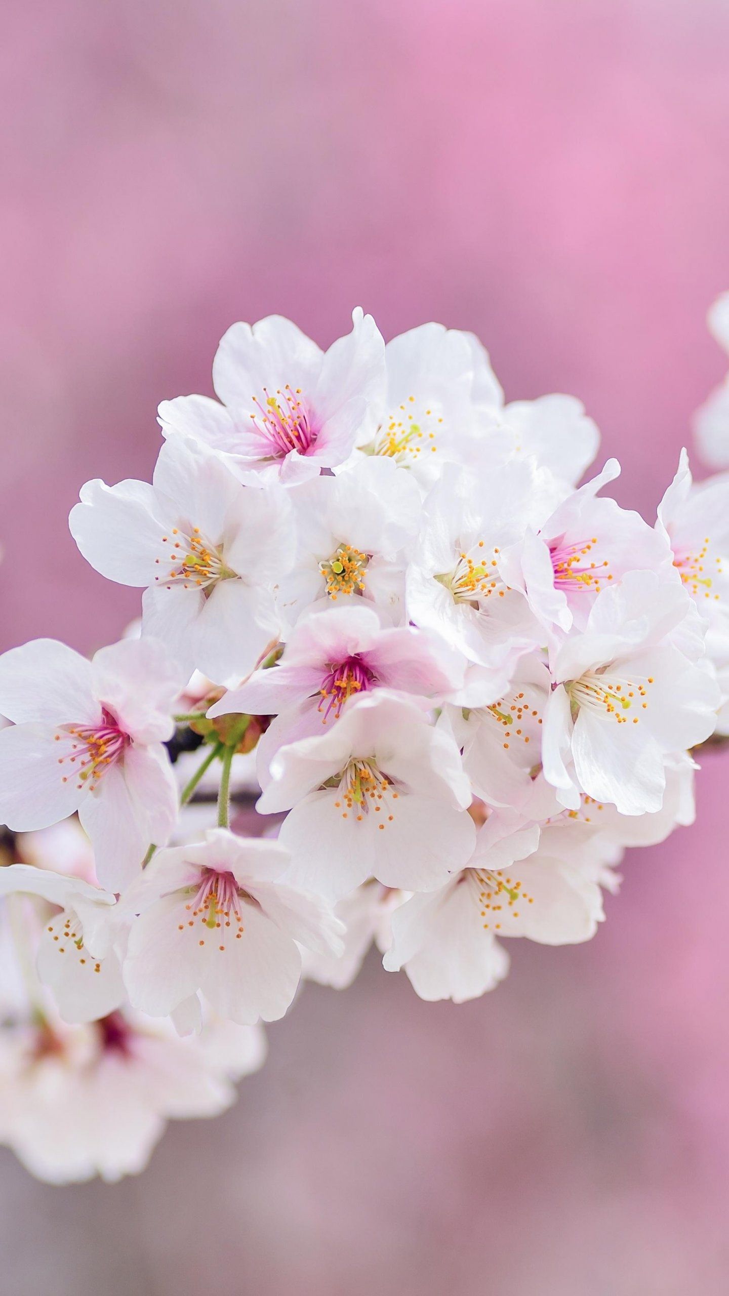 Springtime Blossom Wallpapers - Wallpaper Cave