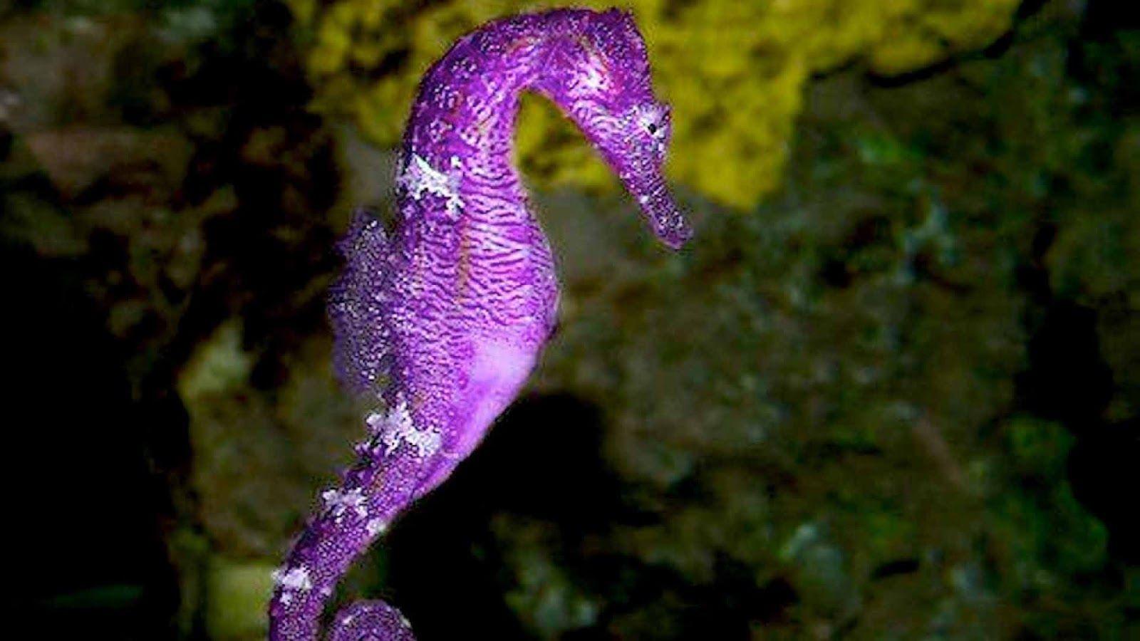 Sea Horses Wallpapers - Wallpaper Cave