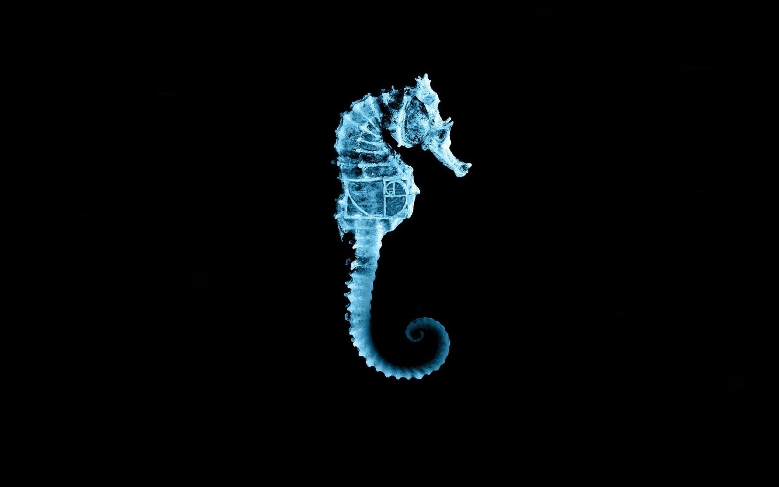 Sea Horses Wallpapers - Wallpaper Cave