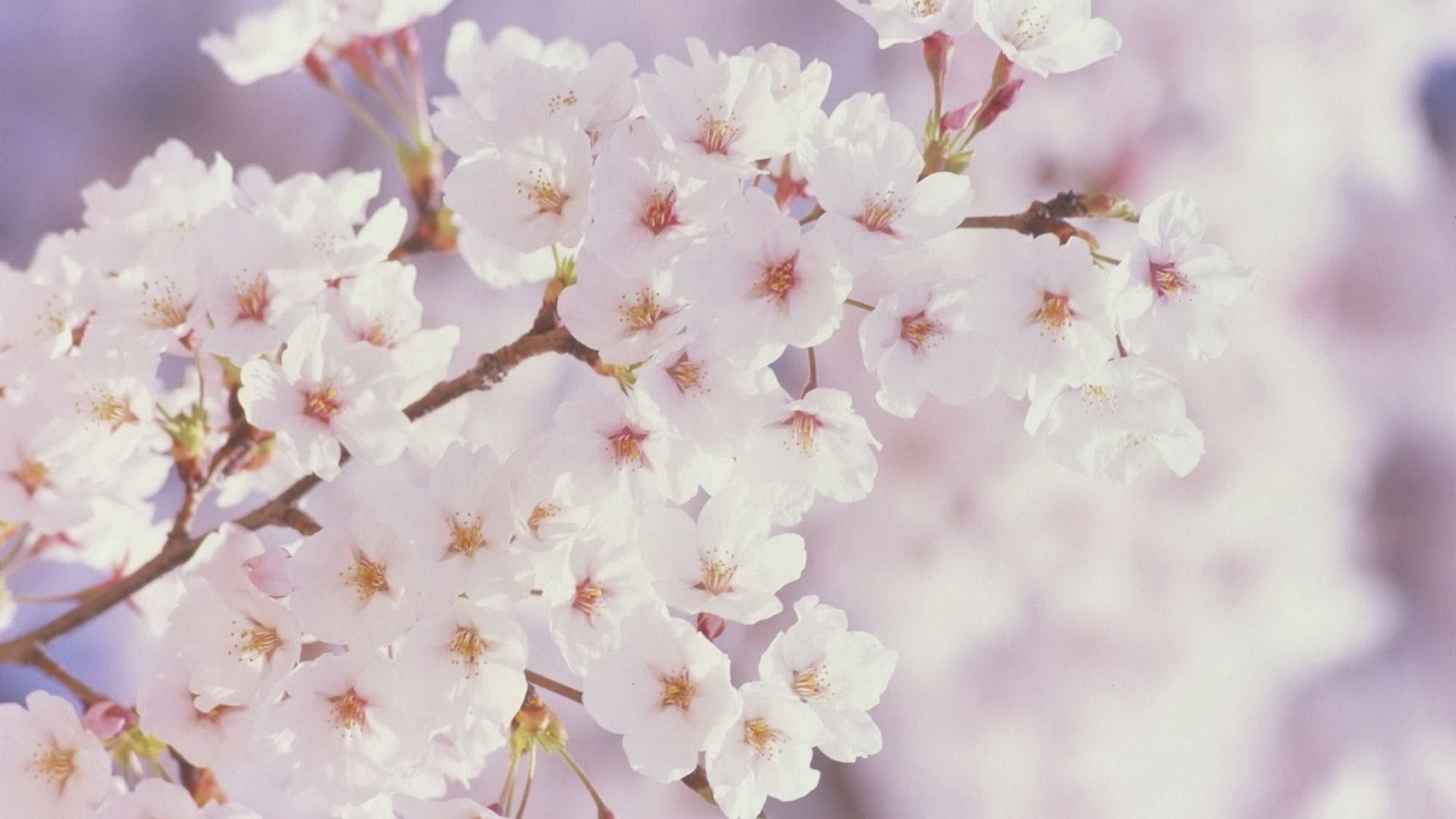 Springtime Blossom Wallpapers - Wallpaper Cave