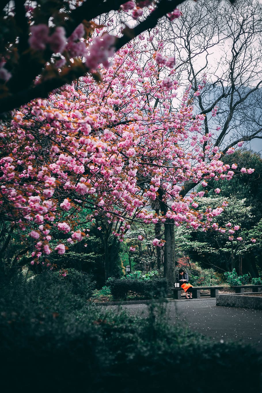 Springtime Blossom Wallpapers - Wallpaper Cave