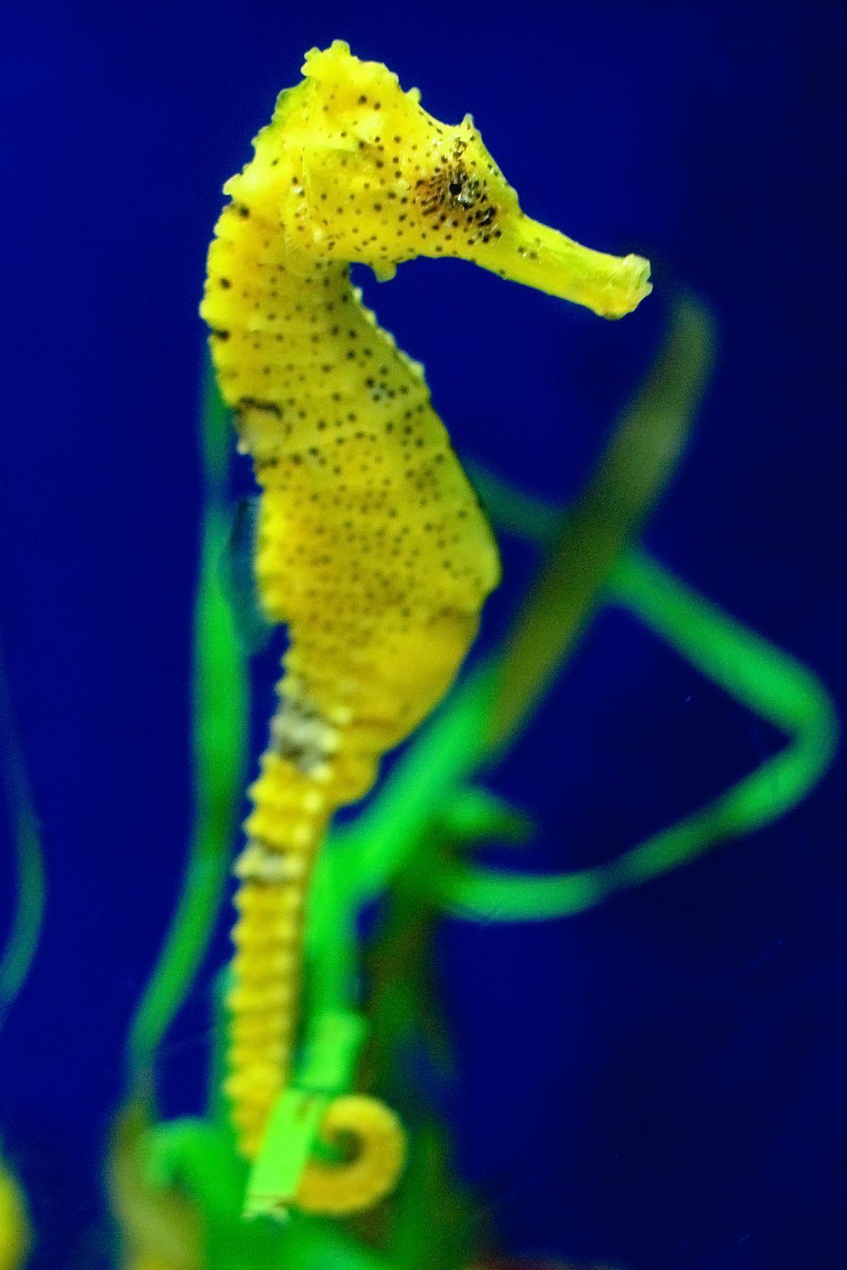 Sea Horses Wallpapers - Wallpaper Cave