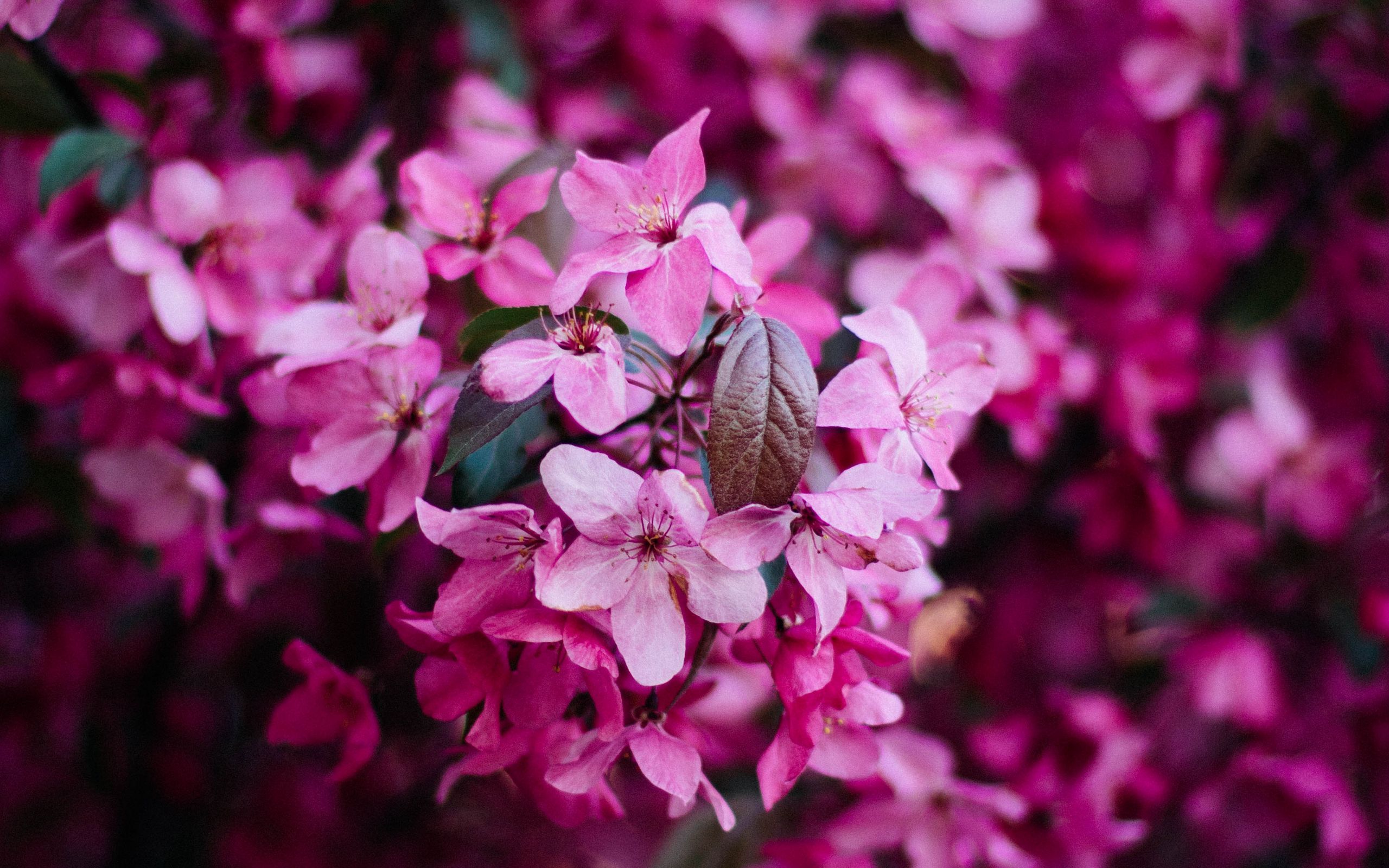 Pink Purple Spring Wallpapers - Wallpaper Cave