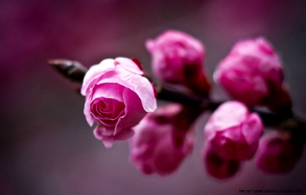 Pink Purple Spring Wallpapers - Wallpaper Cave