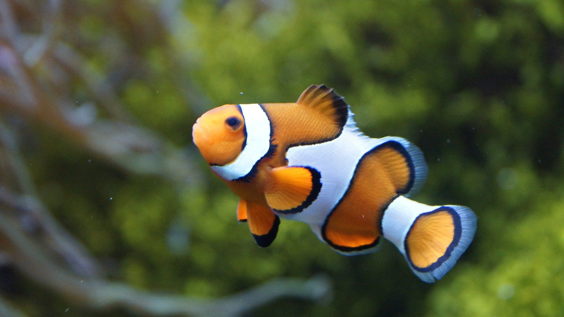Nemo Light HD Wallpapers - Wallpaper Cave