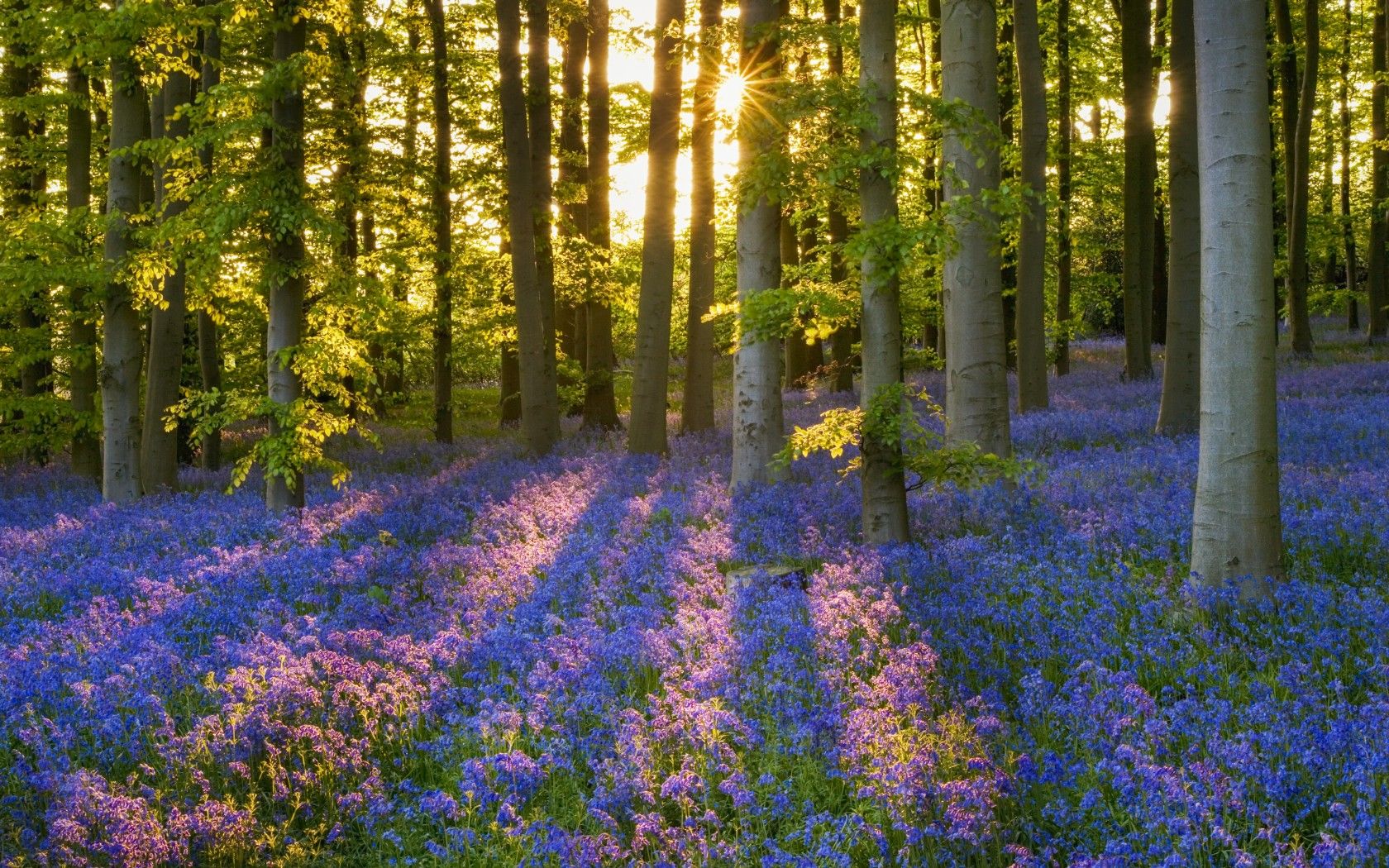 Uk Spring Wallpapers - Wallpaper Cave