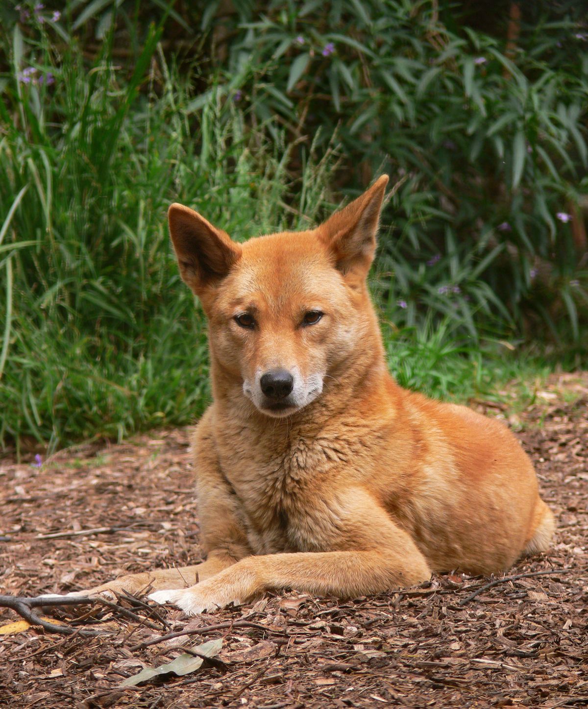 Carolina Dog Wallpapers - Wallpaper Cave