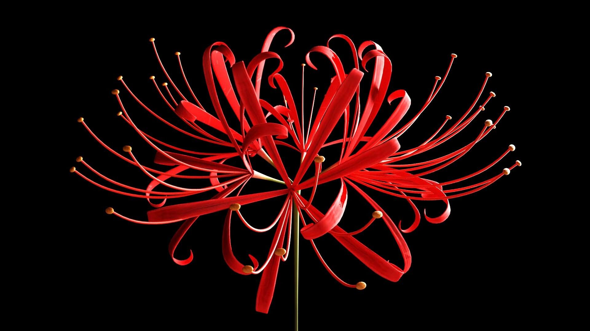 Red Spider Lily Wallpapers Wallpaper Cave