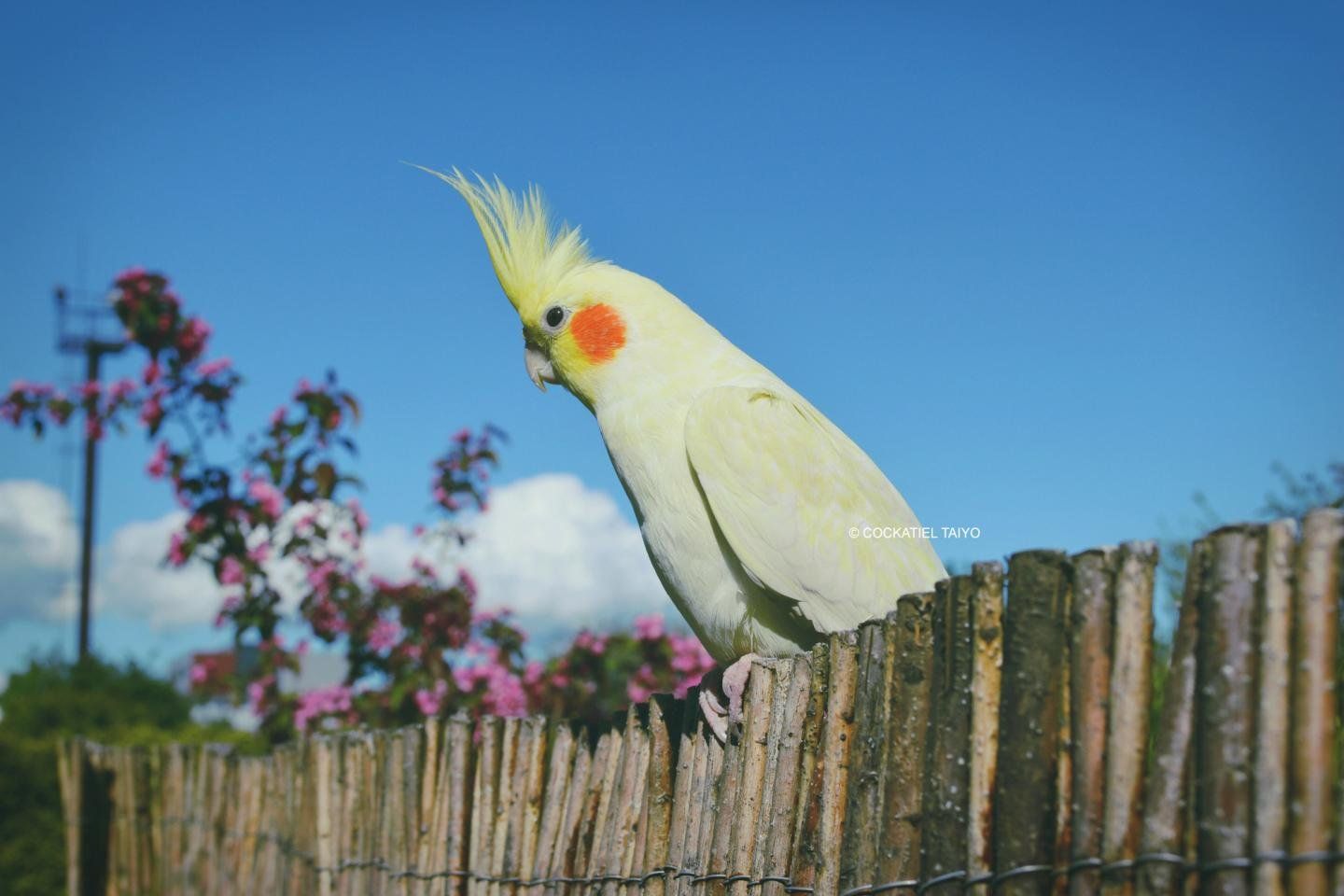 Cute Birds Cocktail Wallpapers - Wallpaper Cave