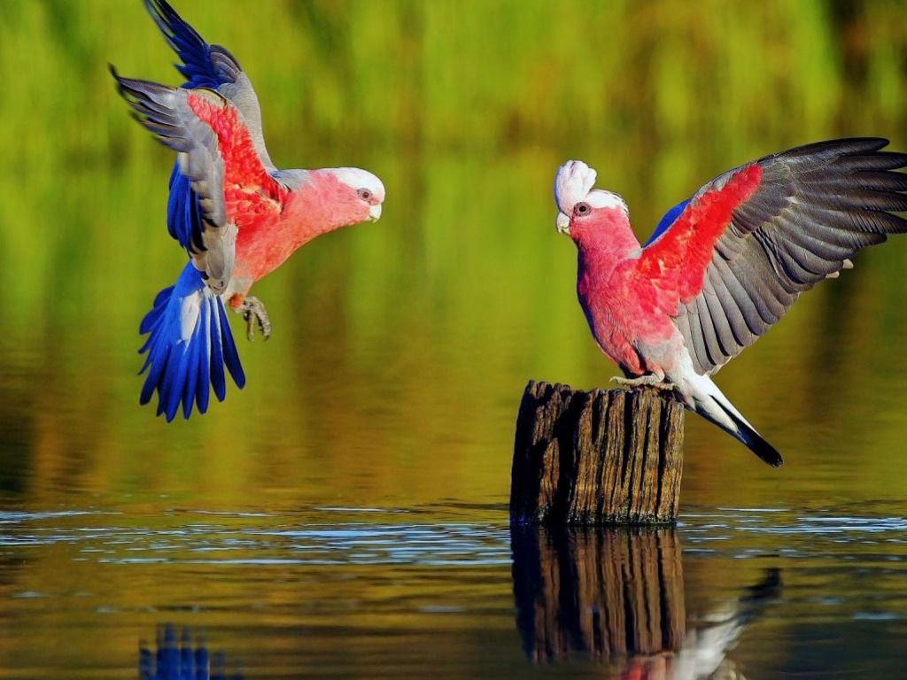 Cute Birds Cocktail Wallpapers Wallpaper Cave