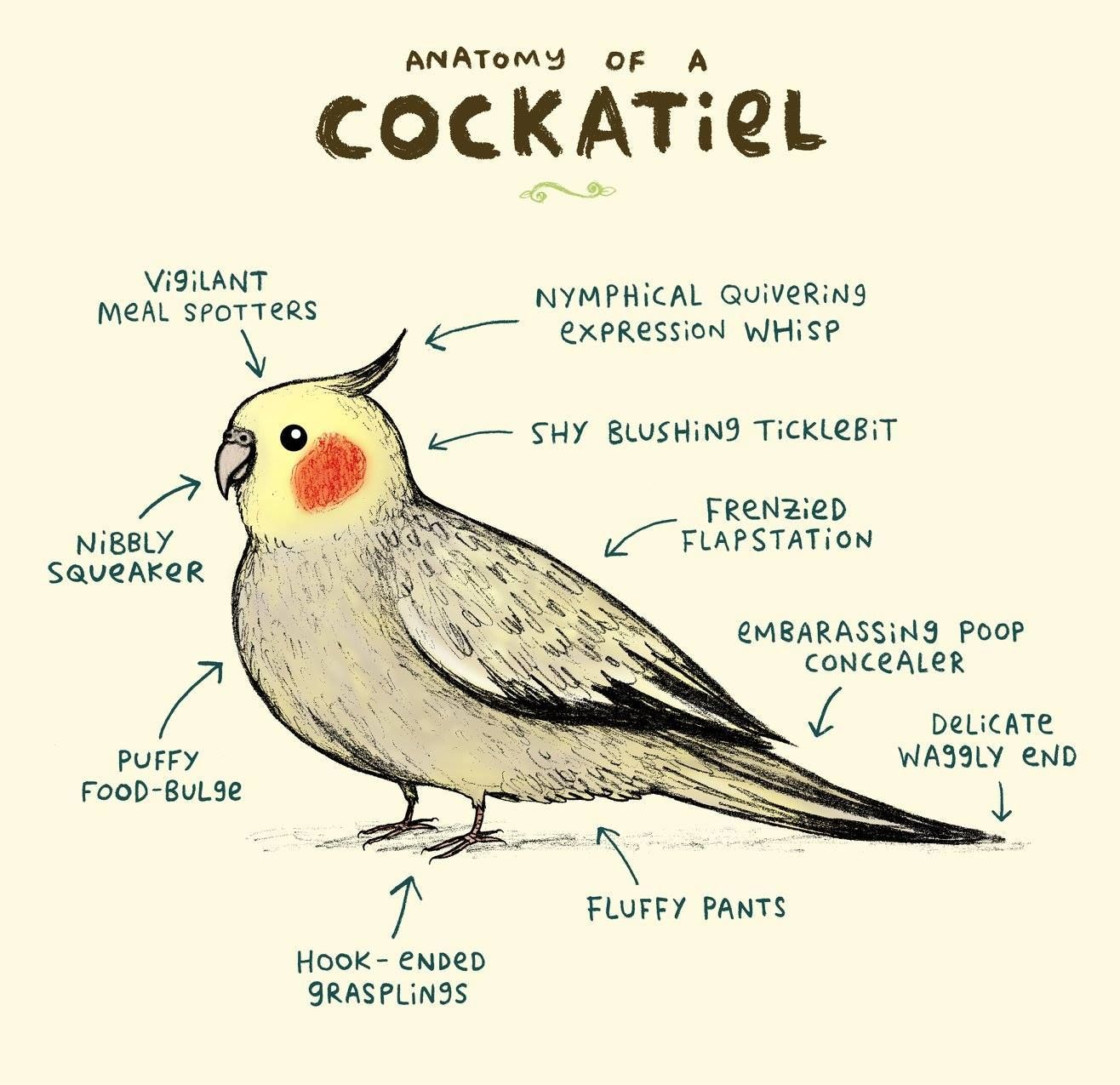Cute Birds Cocktail Wallpapers - Wallpaper Cave
