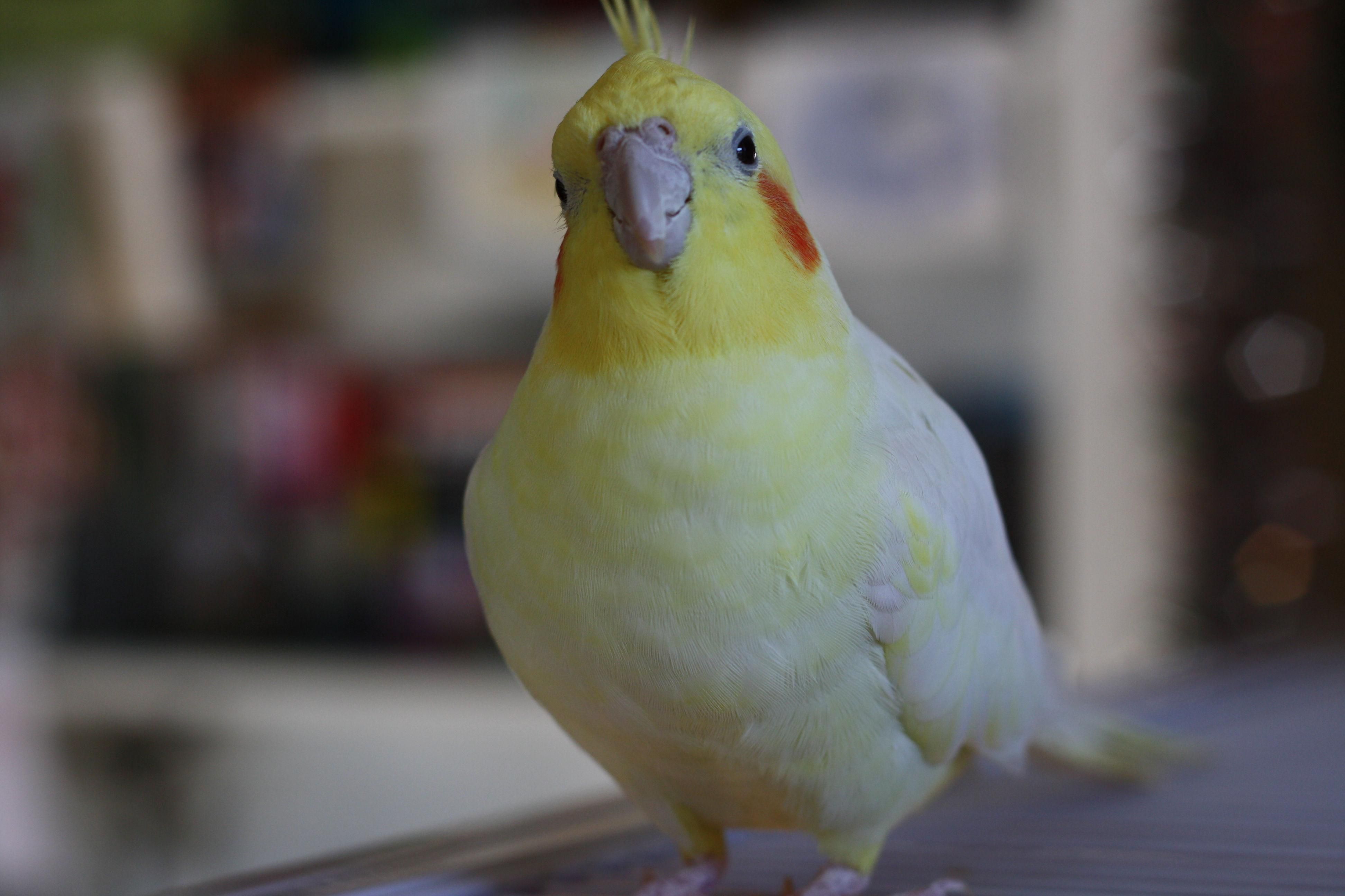 Cute Birds Cocktail Wallpapers - Wallpaper Cave