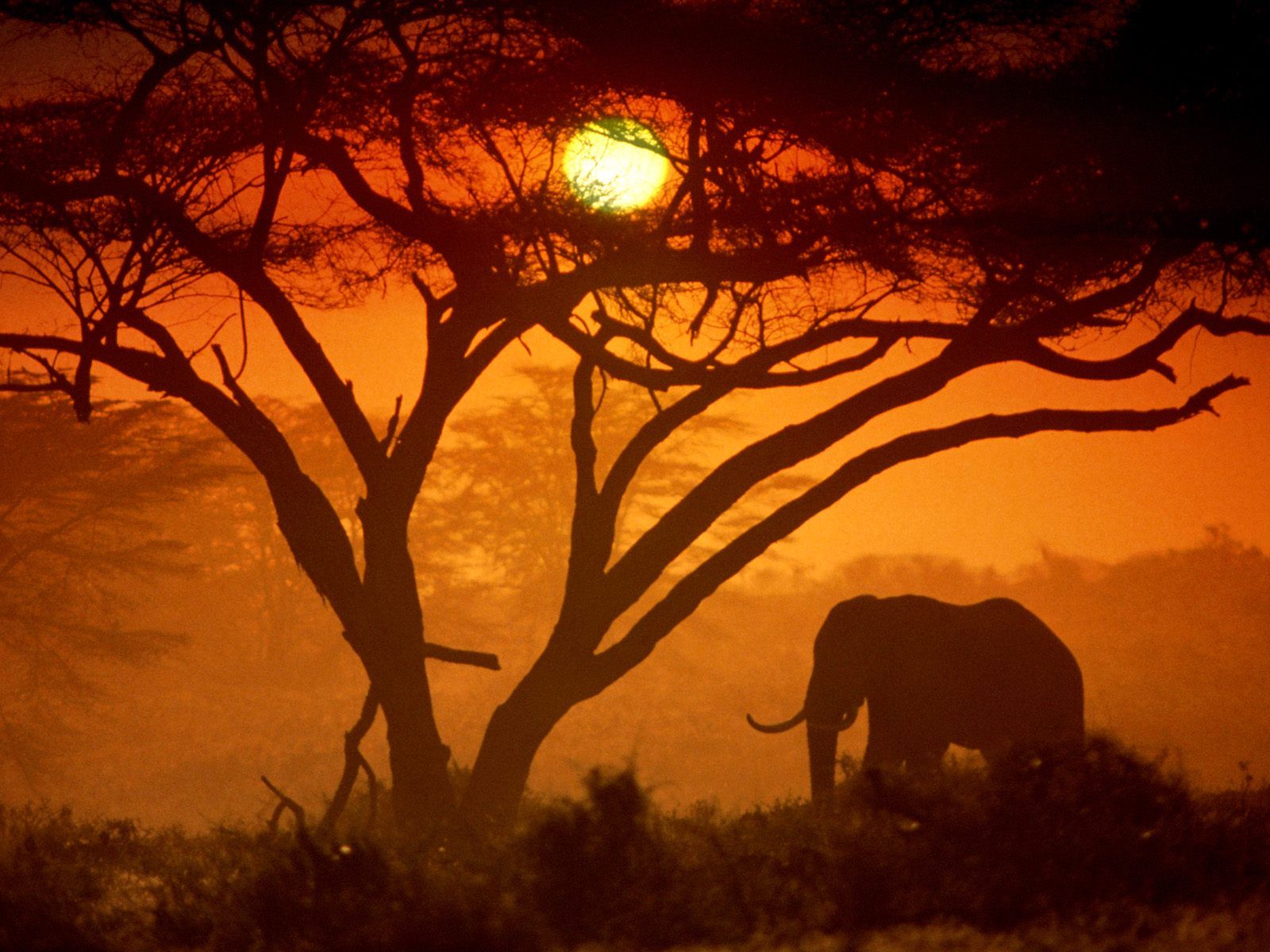 Sunset Safari Wallpapers - Wallpaper Cave