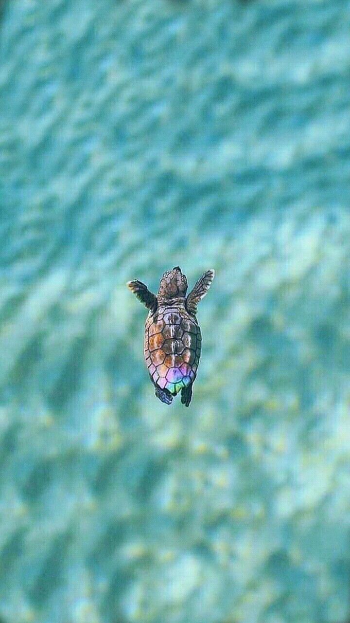Save The Turtle Wallpapers - Wallpaper Cave