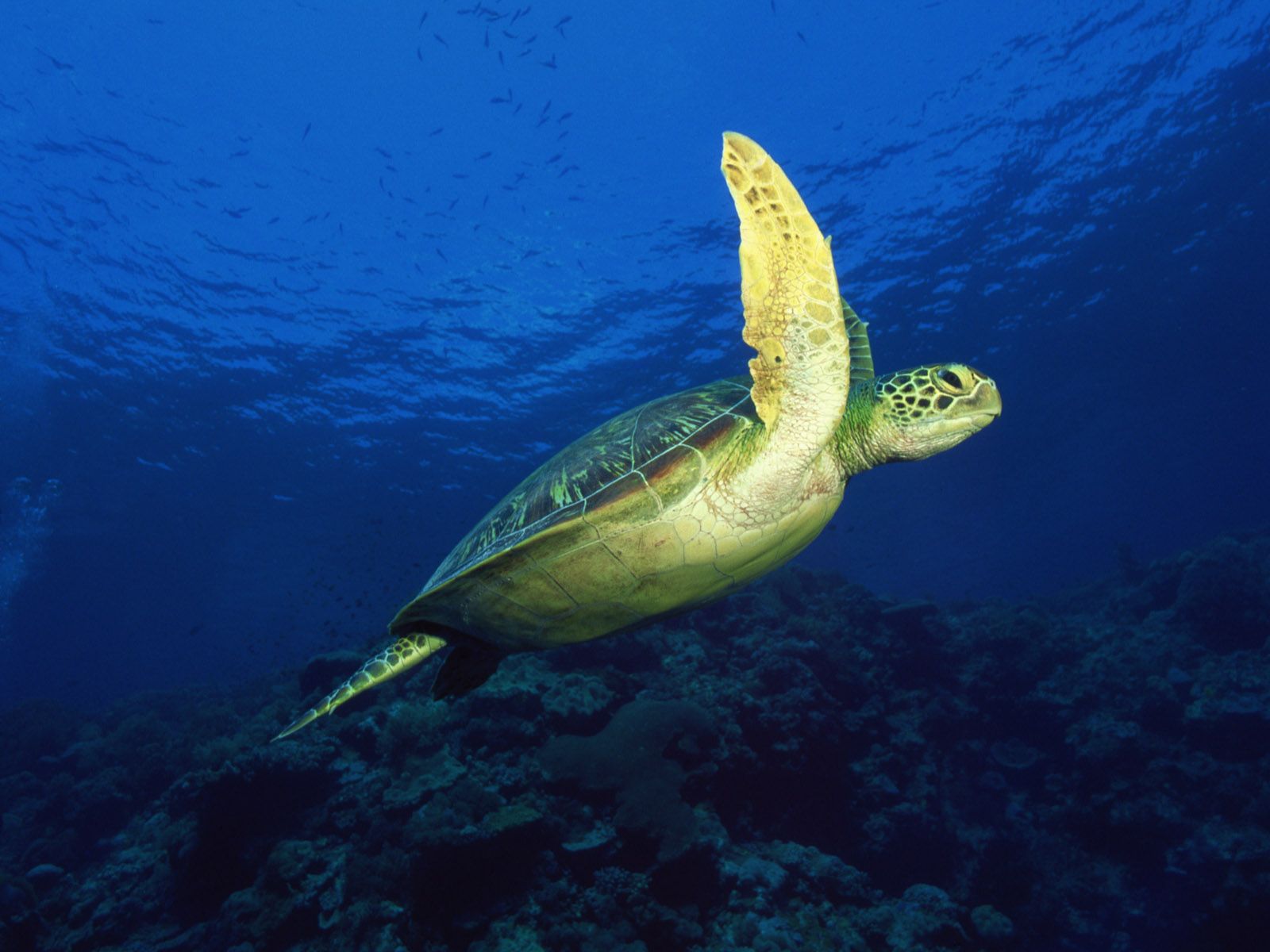 Save The Turtle Wallpapers - Wallpaper Cave