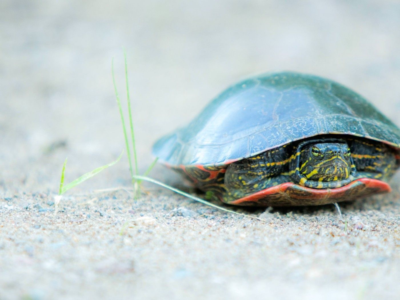 Save The Turtle Wallpapers - Wallpaper Cave