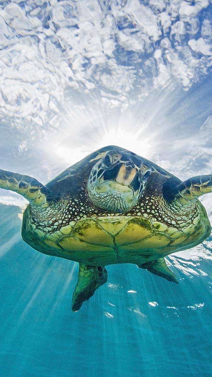 Save The Turtle Wallpapers - Wallpaper Cave