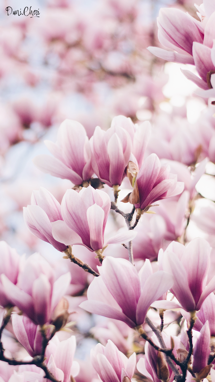 Pink Magnolia Wallpapers - Wallpaper Cave