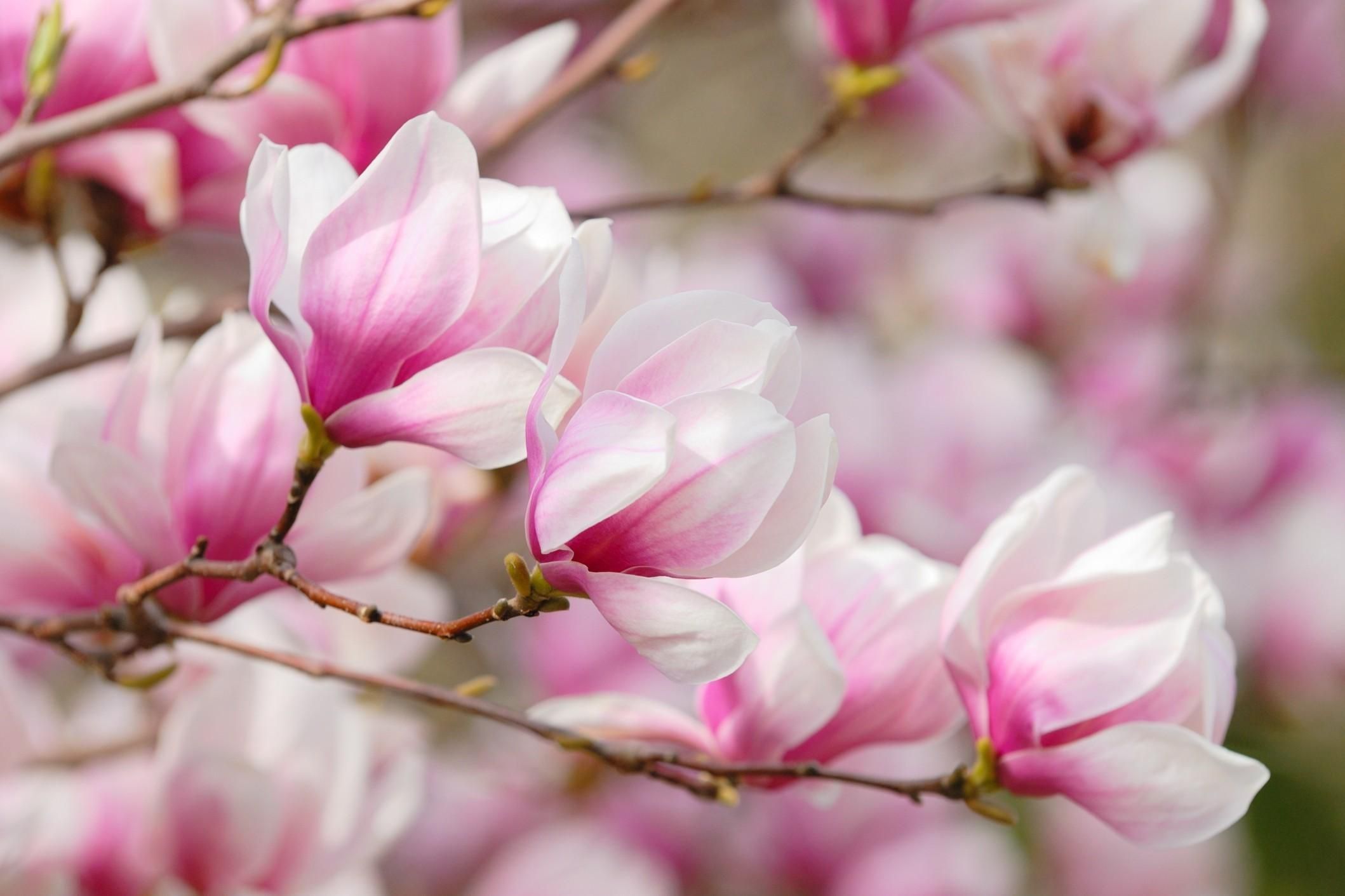 Pink Magnolia Wallpapers - Wallpaper Cave