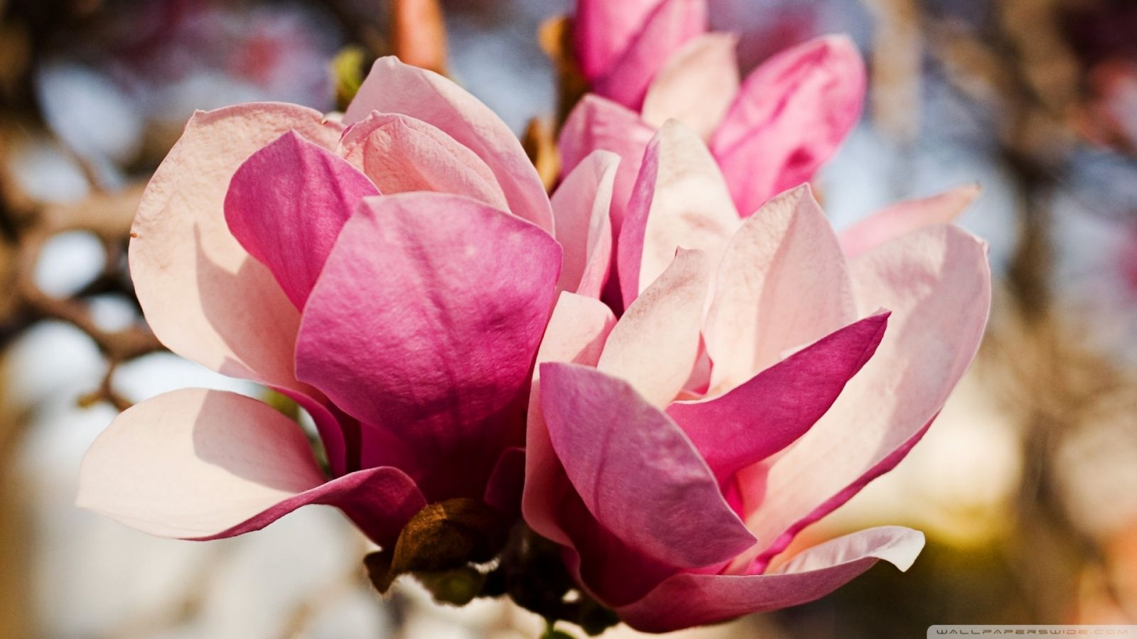 Pink Magnolia Wallpapers - Wallpaper Cave