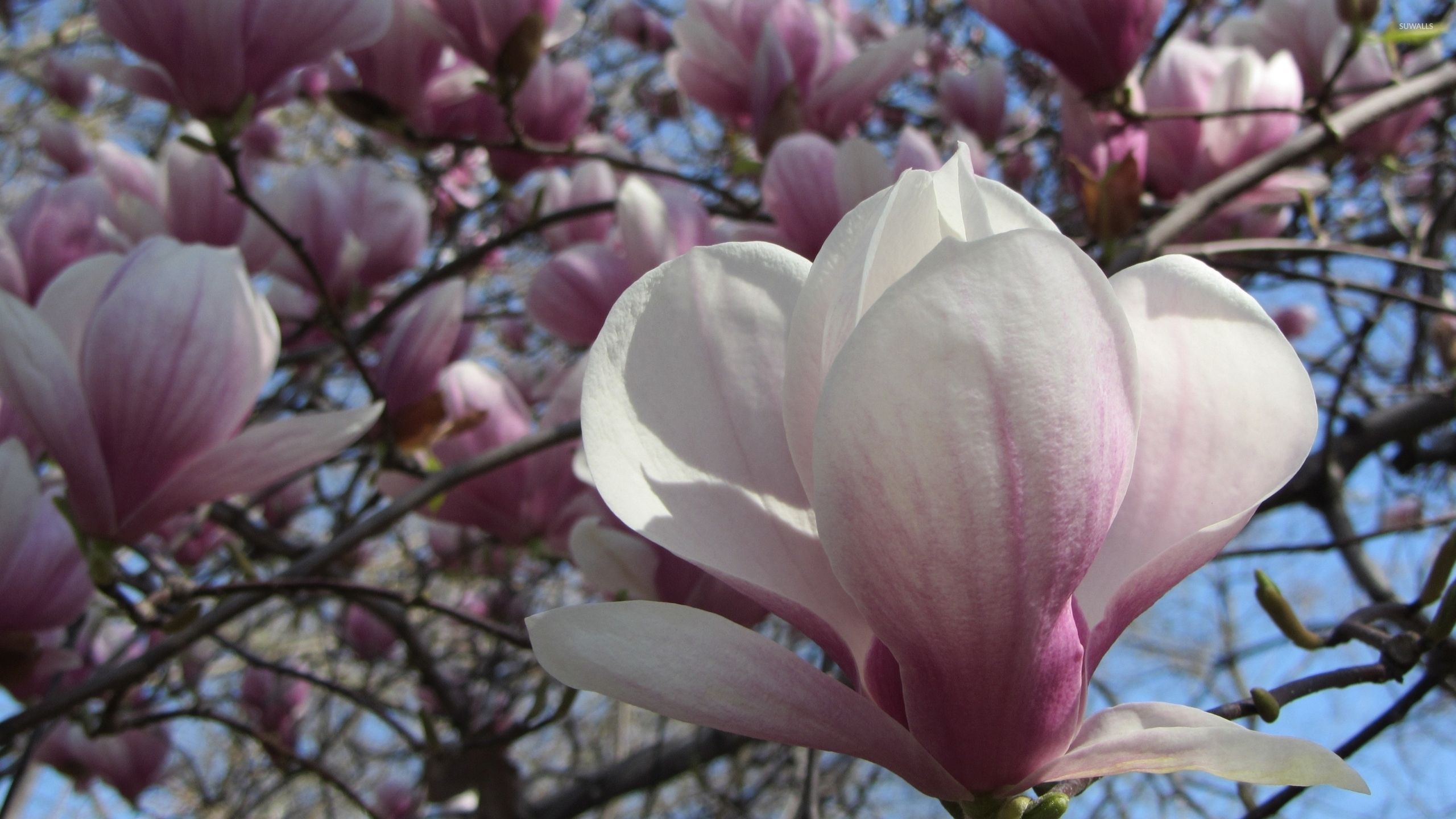 Pink Magnolia Wallpapers - Wallpaper Cave