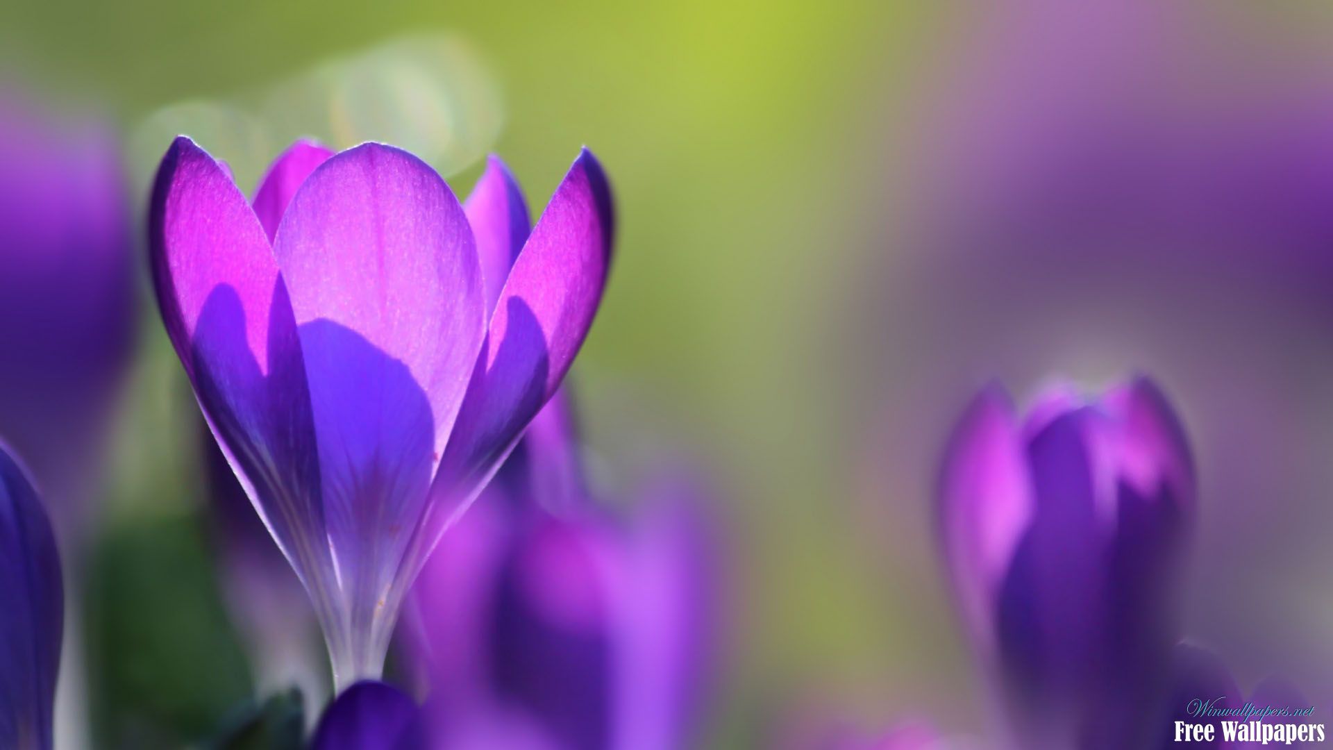 Spring Flowering Wallpapers - Wallpaper Cave