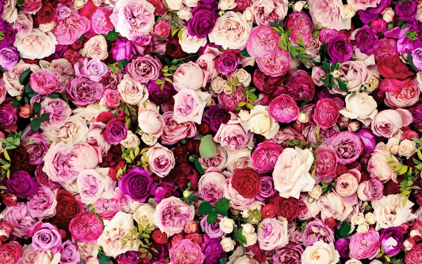 Flowers Everywhere Wallpapers - Wallpaper Cave