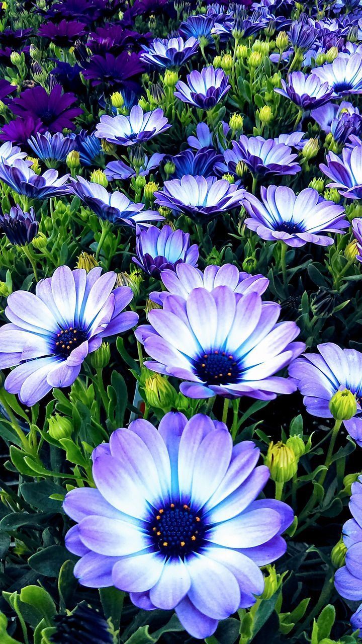 Flowers Everywhere Wallpapers - Wallpaper Cave