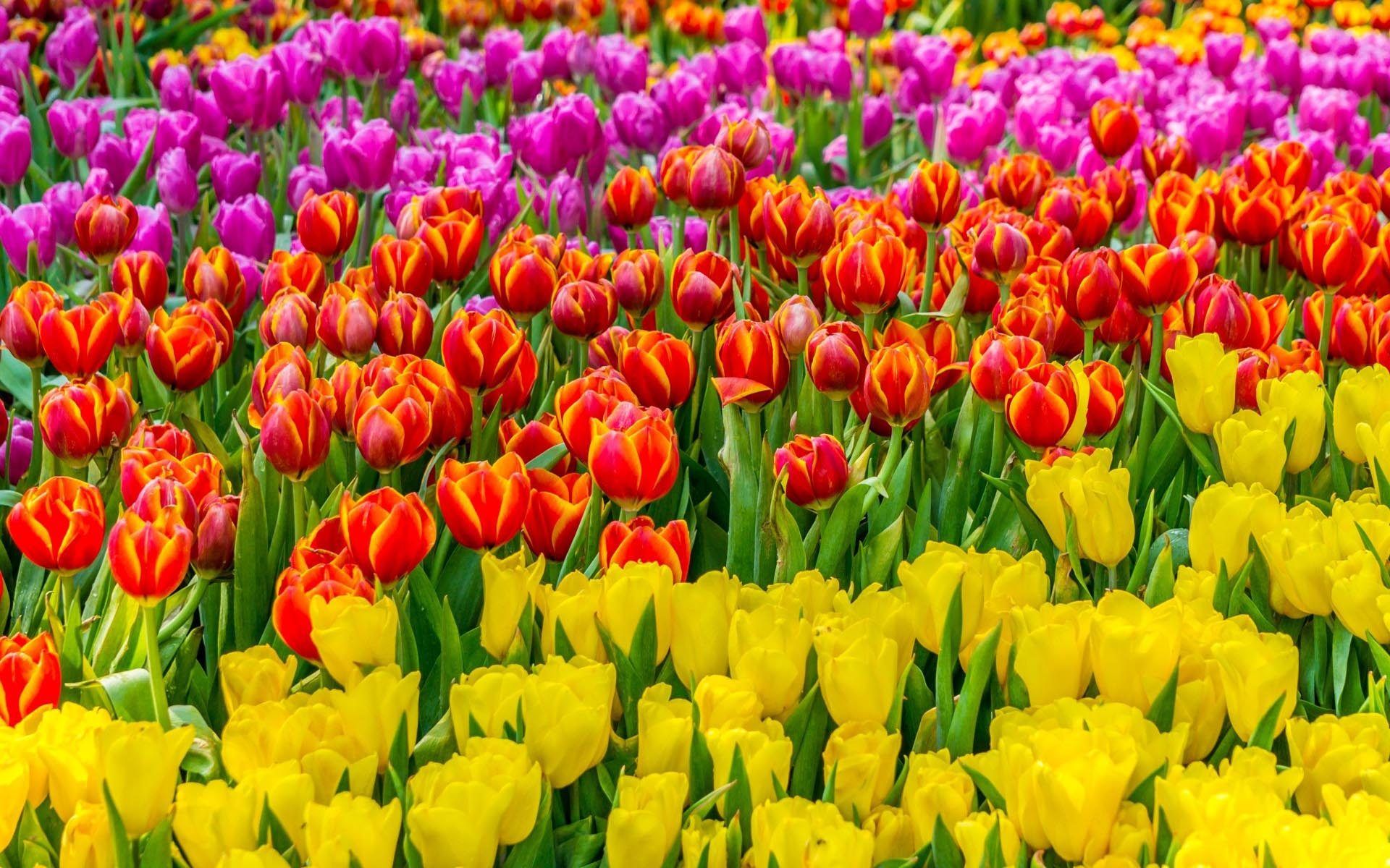 Colorful Tulips Wallpapers - Wallpaper Cave