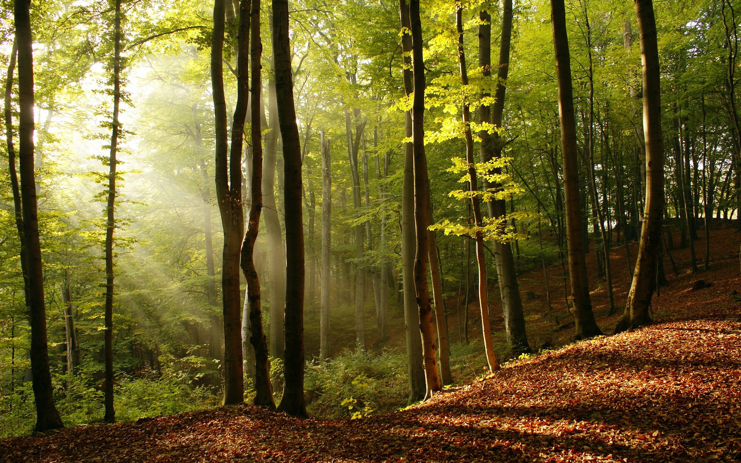 Forest Sunlight Wallpapers - Wallpaper Cave